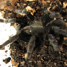 Selenocosmia javanensis - The Spider Shop