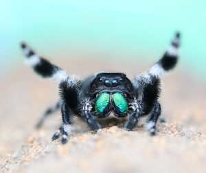 Phidippus regius - The Spider Shop