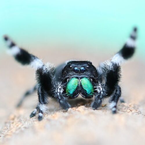 Jumping Spiders Archives - The Spider Shop