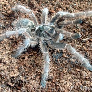 Ceratogyrus marshalli - The Spider Shop