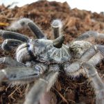 Ceratogyrus marshalli - The Spider Shop