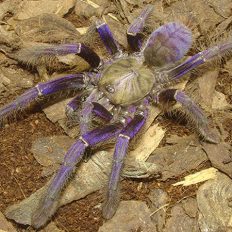 Omothymus violaceopes - The Spider Shop