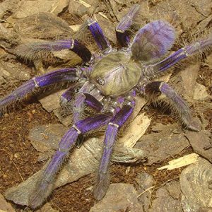 Omothymus violaceopes - The Spider Shop