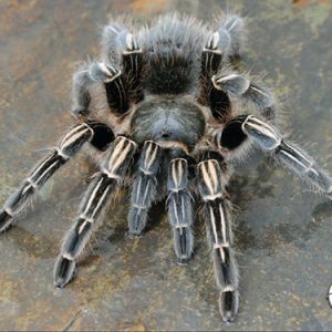 Aphonopelma seemani - The Spider Shop