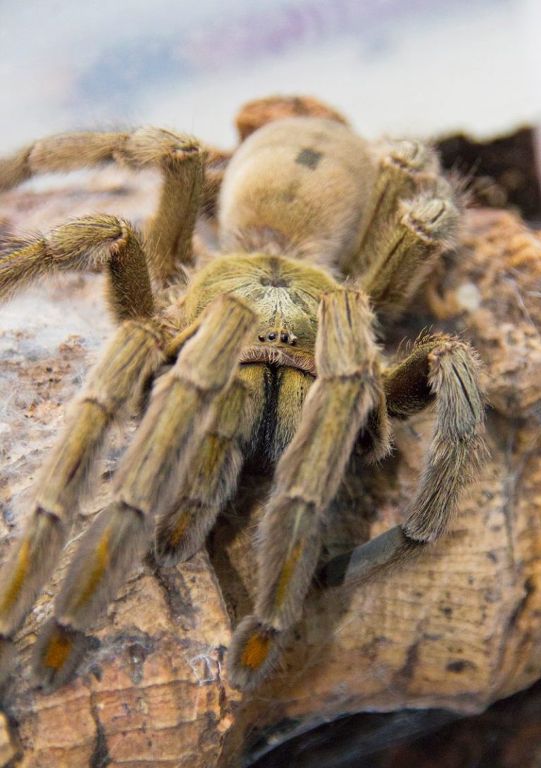 Psalmopoeus cambridgei - The Spider Shop