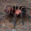 Davus pentaloris - The Spider Shop