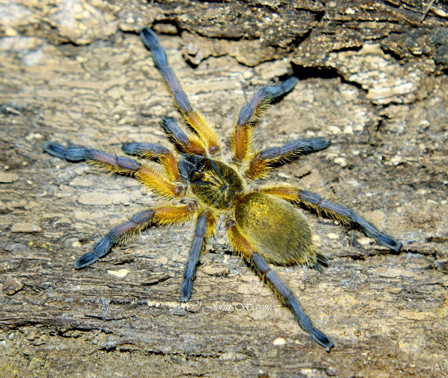 Harpactira pulchripes - The Spider Shop