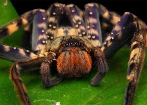 Heteropoda lunula - The Spider Shop