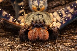 Heteropoda lunula - The Spider Shop