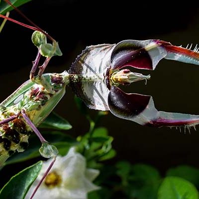Idolomantis diabolica - The Spider Shop