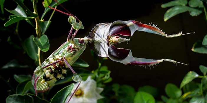 Idolomantis diabolica - The Spider Shop