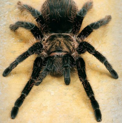Tlitocatl albopilosus - The Spider Shop