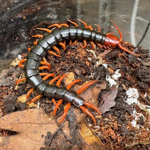 Centipedes Archives - The Spider Shop