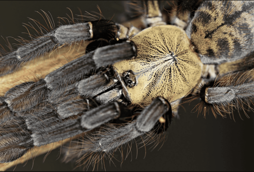 Phormingochilus sp. "Ackaya" - The Spider Shop