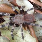 Nhandu chromatus - The Spider Shop