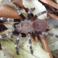Nhandu chromatus - The Spider Shop