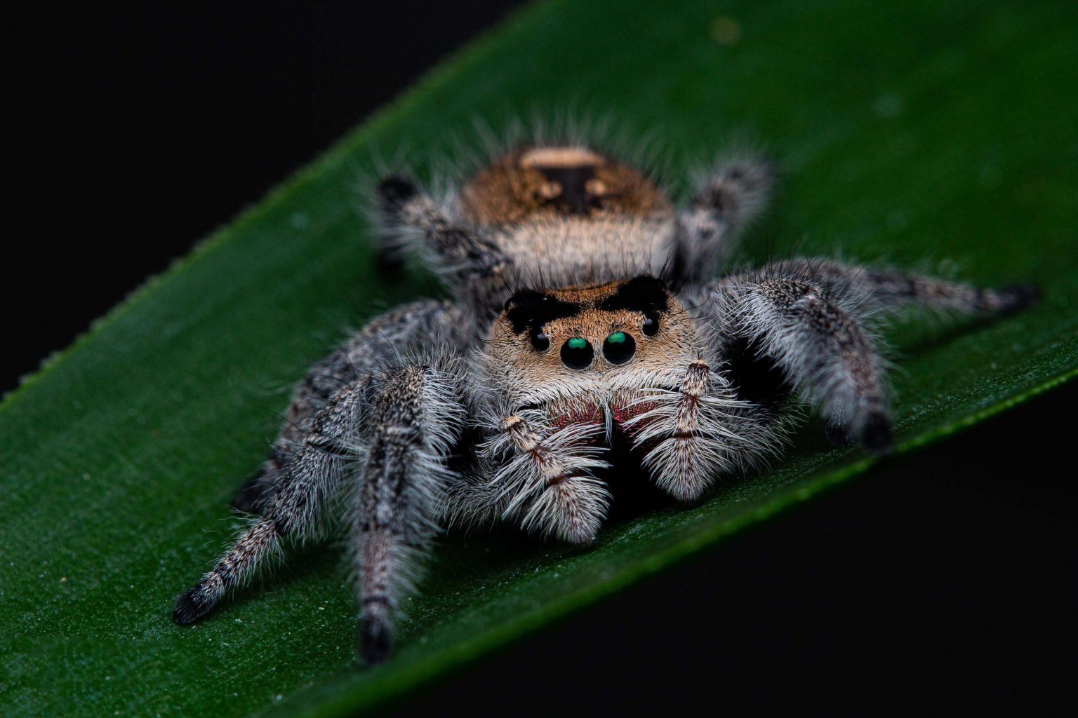 Jumping Spider - The Spider Shop