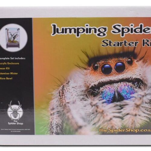 Jumping Spider - The Spider Shop