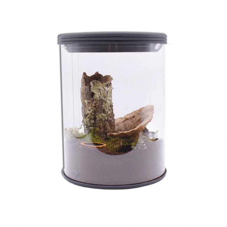 Cylinder Terrarium - The Spider Shop