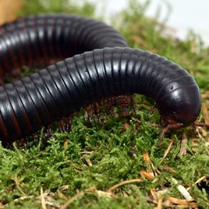Millipedes Archives - The Spider Shop
