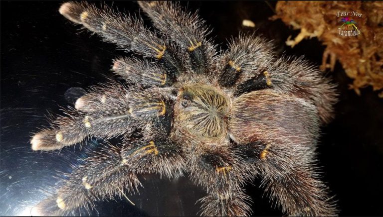 Avicularia rufa - The Spider Shop