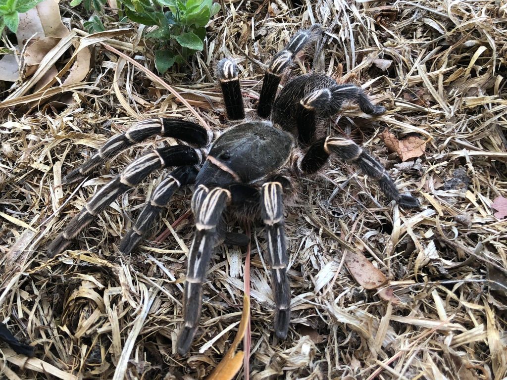 Aphonopelma seemani - The Spider Shop