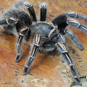 Sub Adult & Adult Tarantulas - The Spider Shop