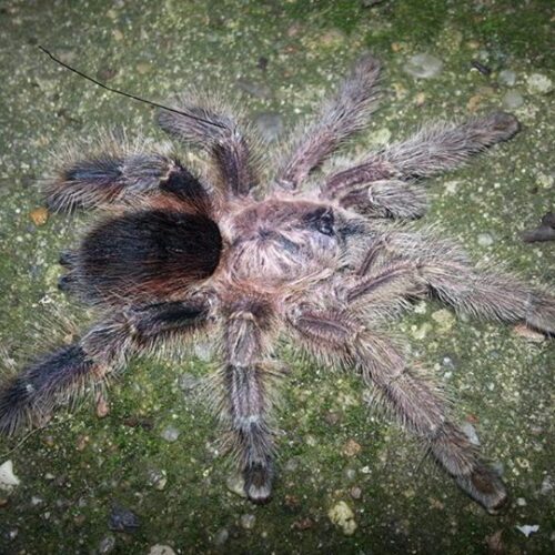 Avicularia Archives - The Spider Shop