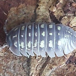 Isopods - The Spider Shop