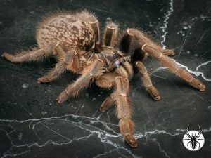 Ceratogyrus marshalli - The Spider Shop