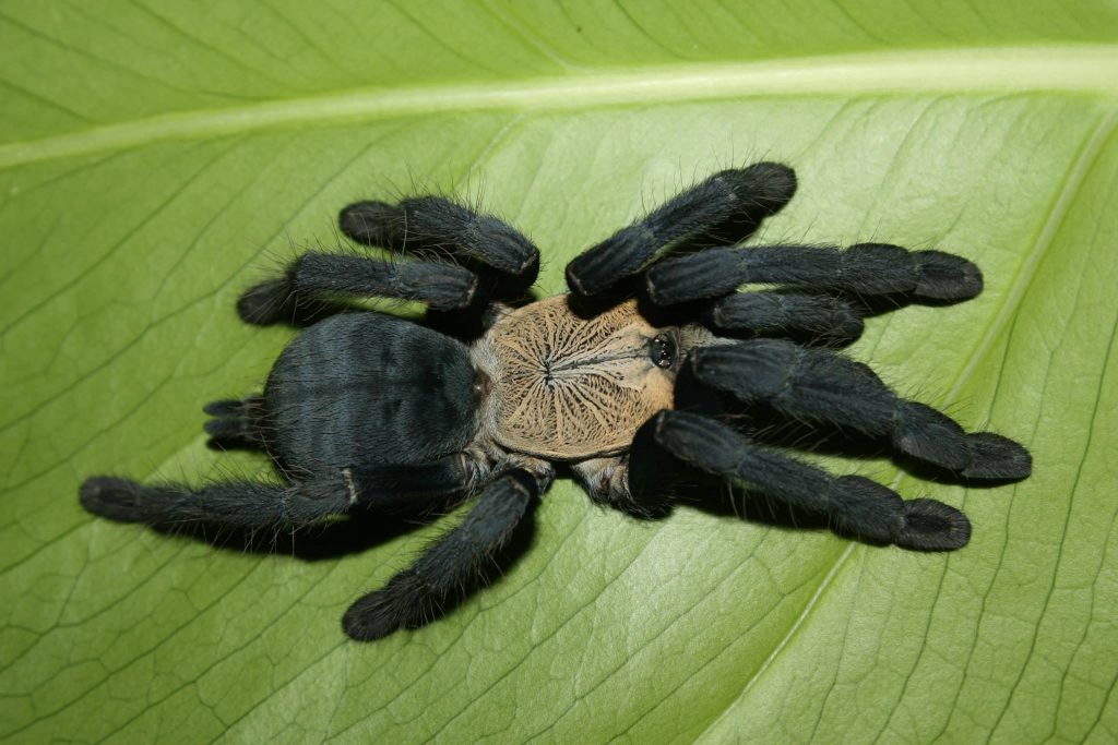 Tree Tiger Box - The Spider Shop