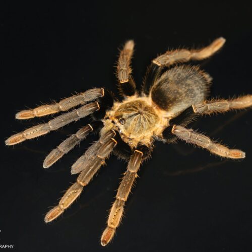 Spiderlings - Page 3 of 7 - The Spider Shop