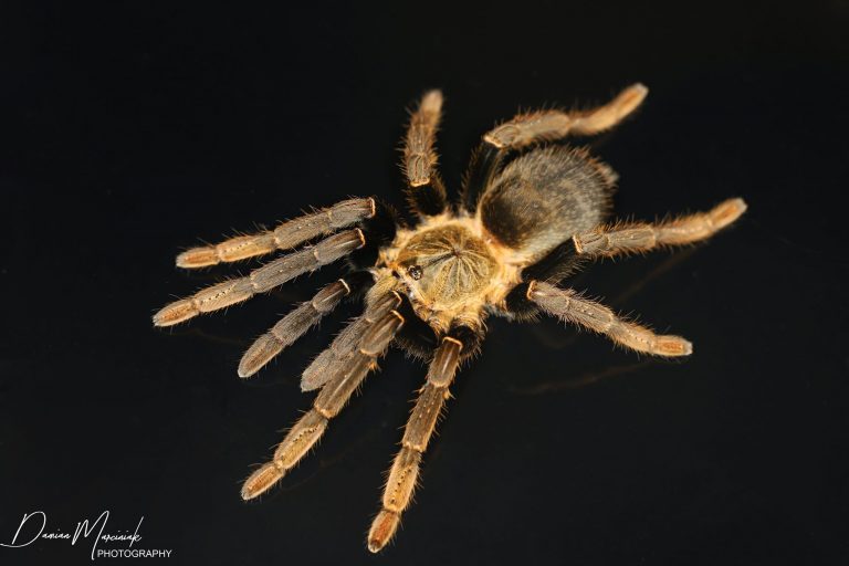 Encyocratella olivacea - The Spider Shop