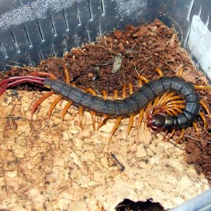 Myriapods - The Spider Shop