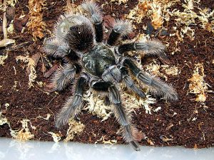 1.1 Grammostola grossa - The Spider Shop
