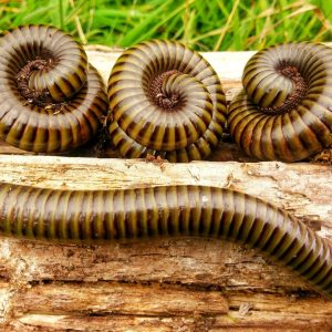Millipedes Archives - The Spider Shop