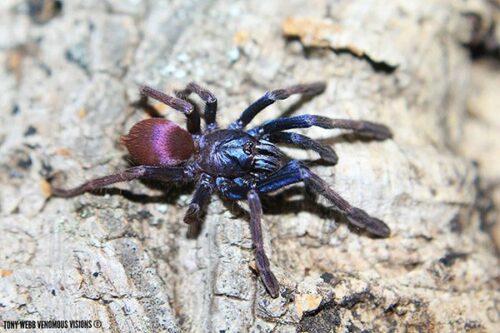 Haploclastus devamatha - The Spider Shop