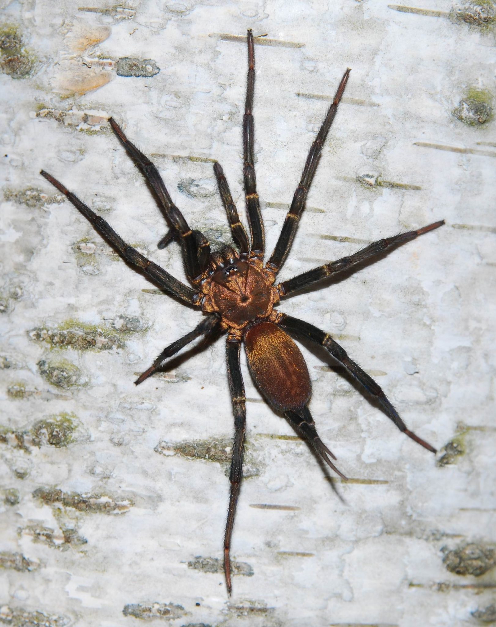 Linothele megatheloides - The Spider Shop