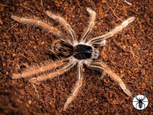 Megaphobema robustum - The Spider Shop