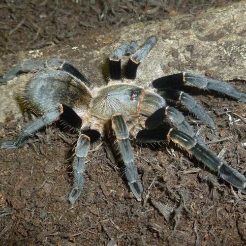 Sub Adult & Adult Tarantulas - The Spider Shop