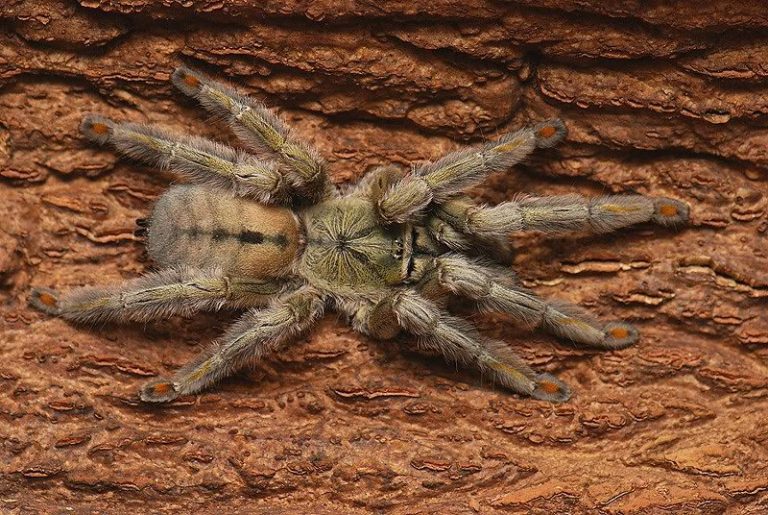 Psalmopoeus cambridgei - The Spider Shop