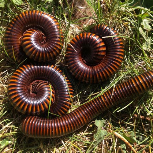 Millipedes Archives - The Spider Shop