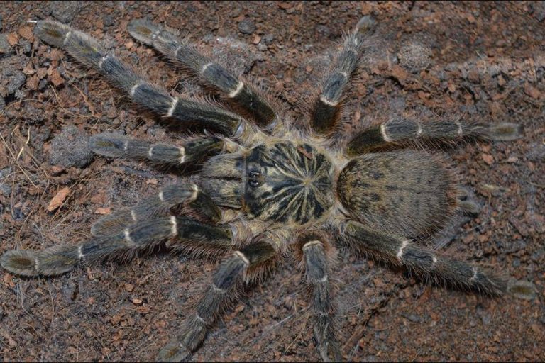 Pterinochilus murinus (DCF) - The Spider Shop