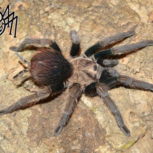 Phormictopus Archives - The Spider Shop