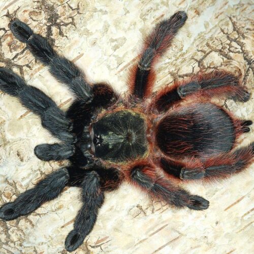 Spiderlings - Page 5 of 6 - The Spider Shop