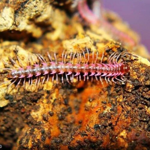 Millipedes Archives - The Spider Shop