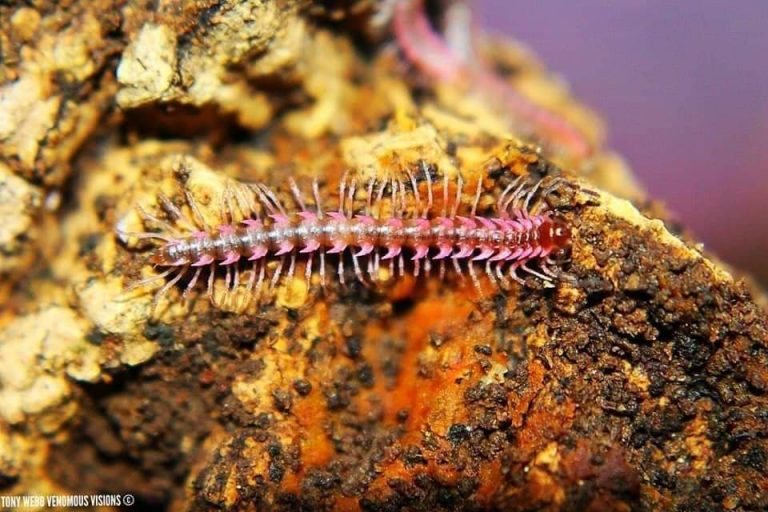 Desmoxytes planata - The Spider Shop