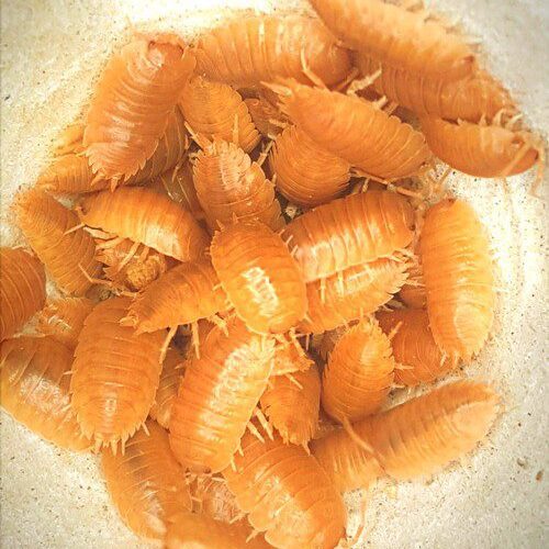 Isopods - The Spider Shop