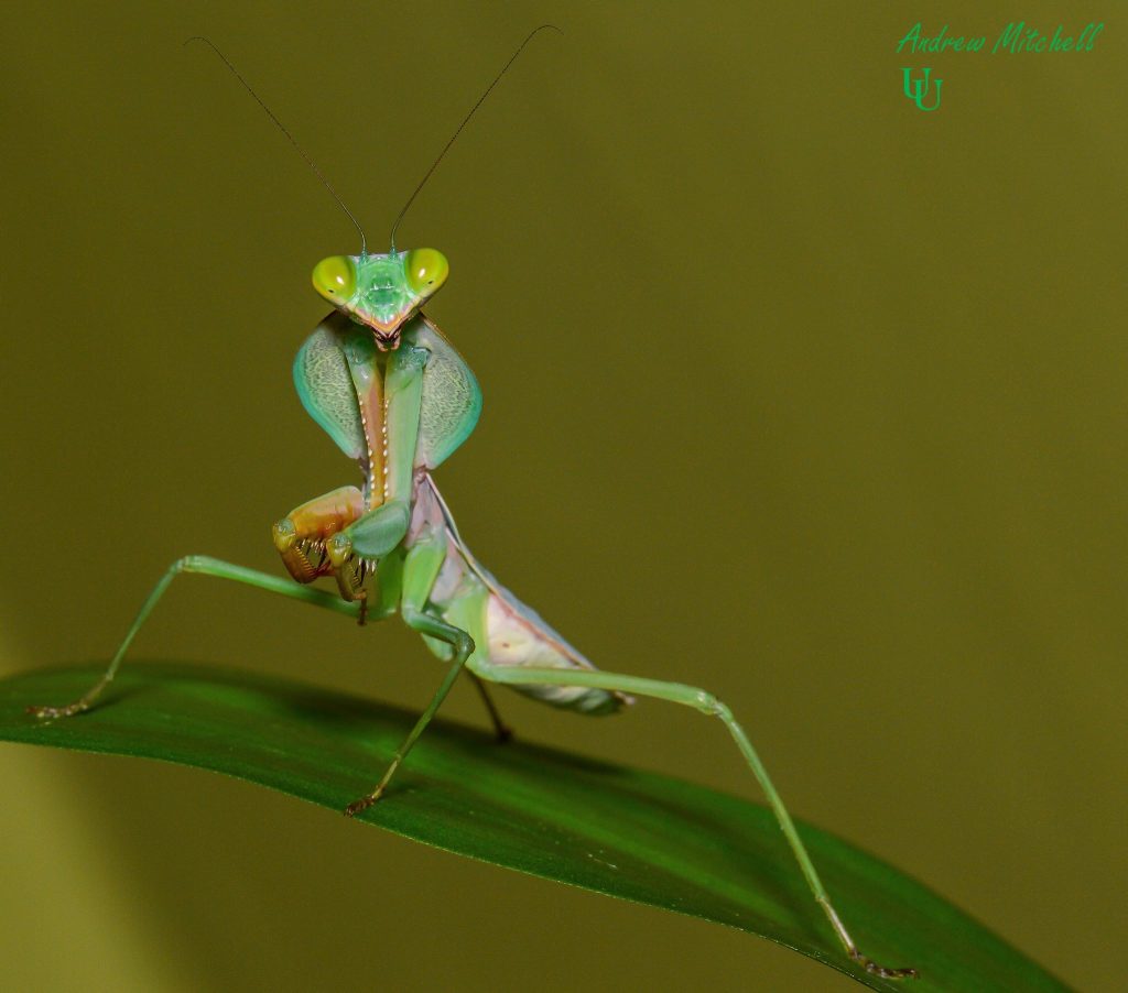 Rhombodera basalis - The Spider Shop