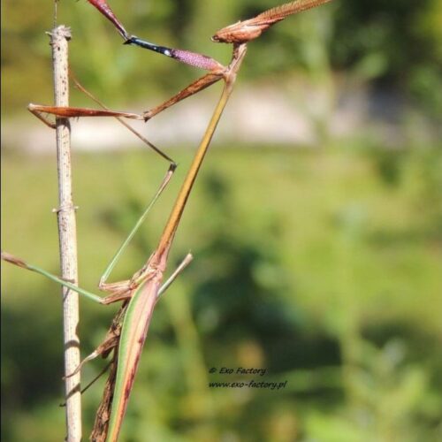 Praying Mantis - The Spider Shop